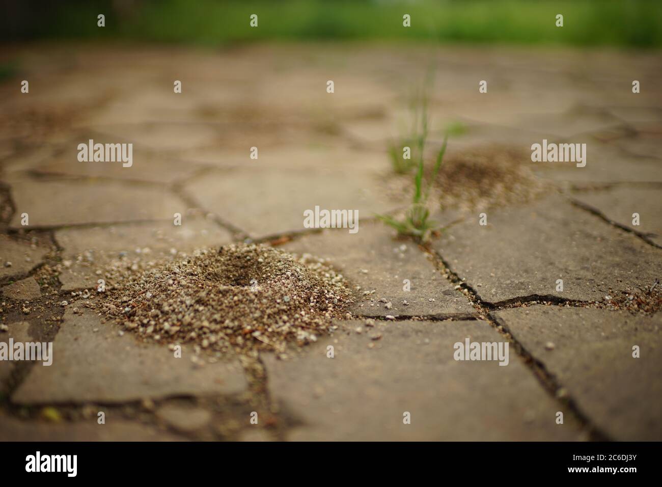 Small nests of ants in the stone floor of wild tiles Stock Photo - Alamy