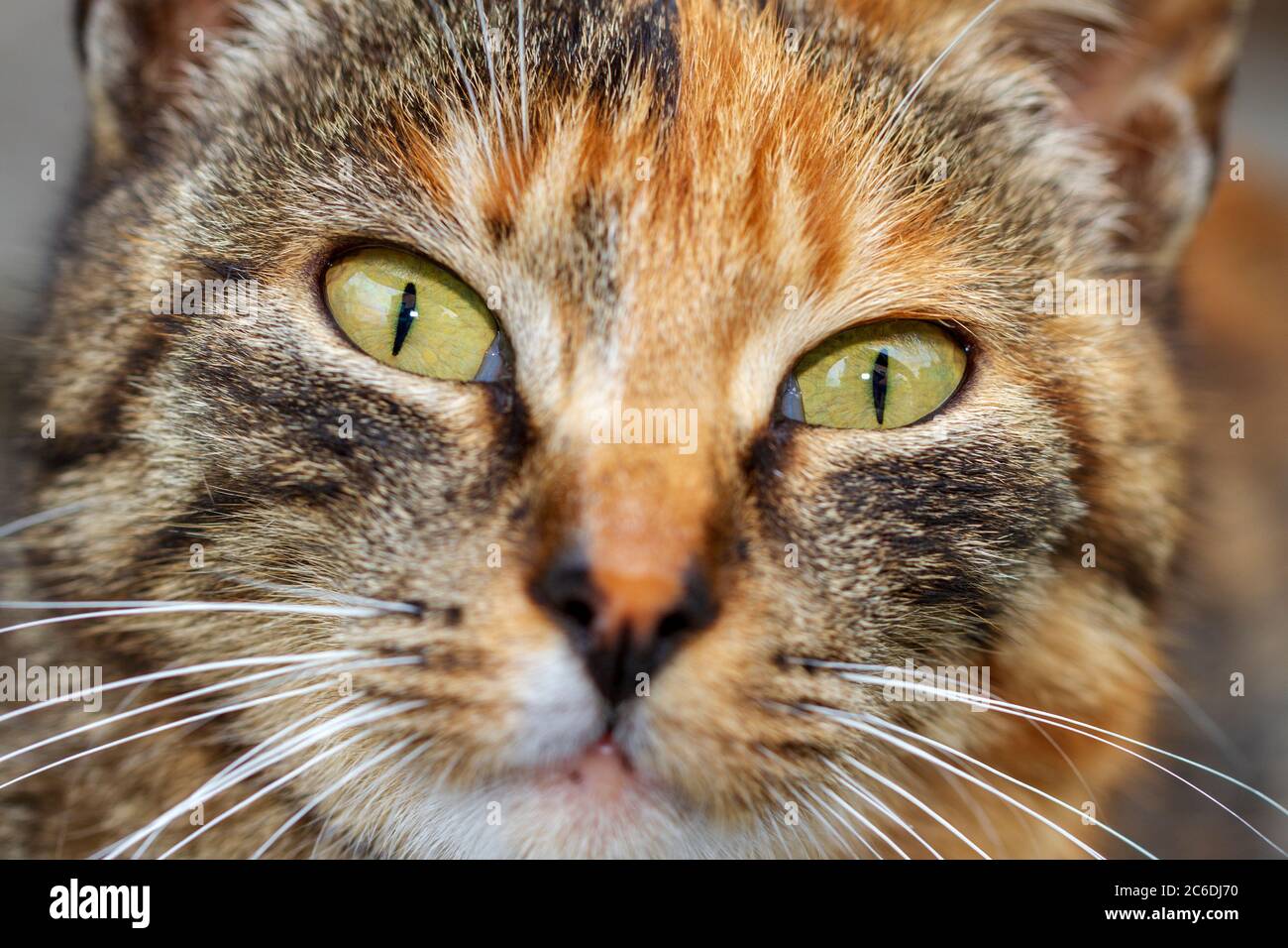 Closeup portrait of cat face Stock Photo - Alamy