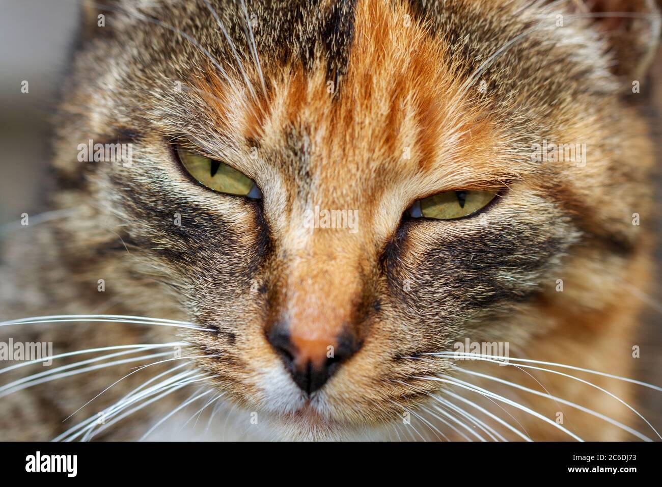 Closeup portrait of sleepy cat face Stock Photo - Alamy
