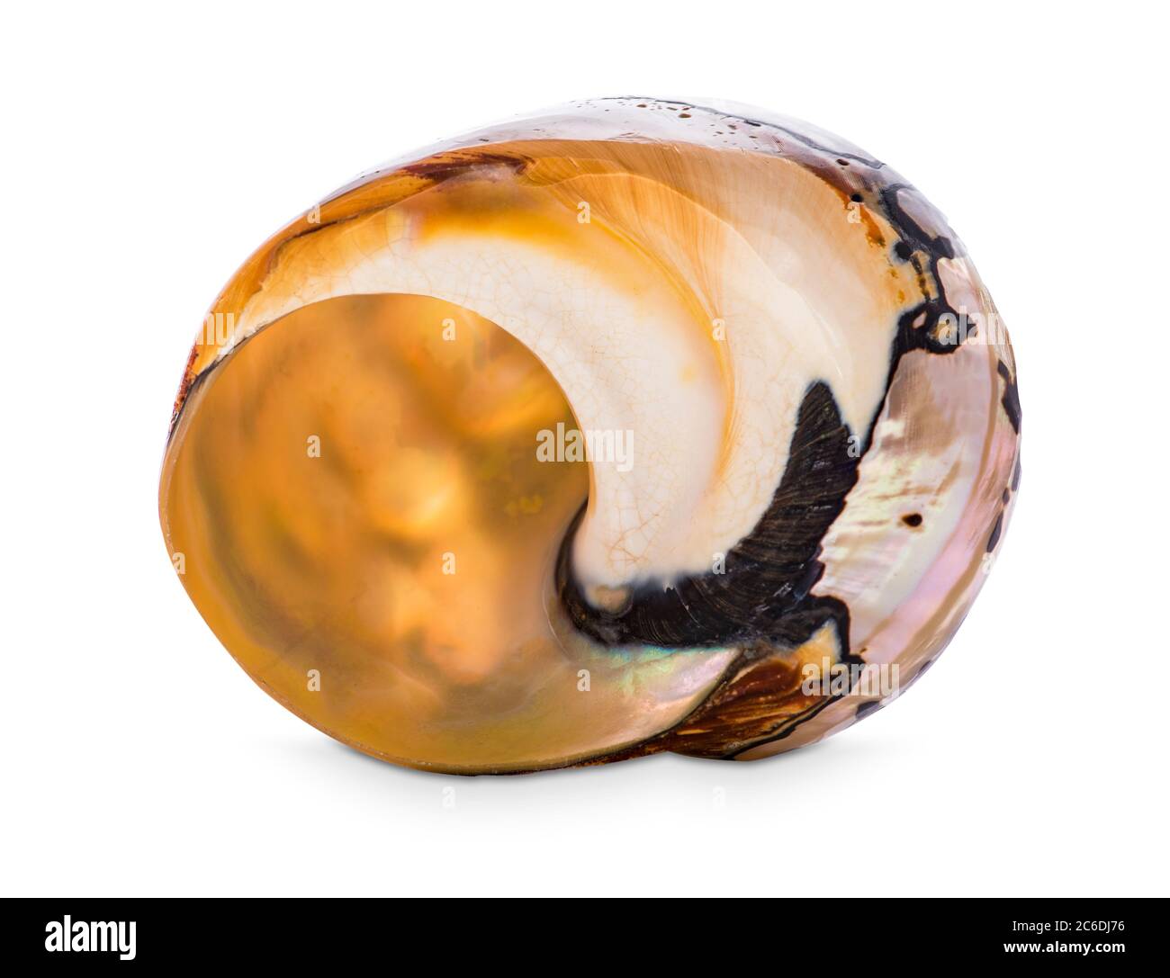 Turban Shells High Resolution Stock Photography and Images - Alamy