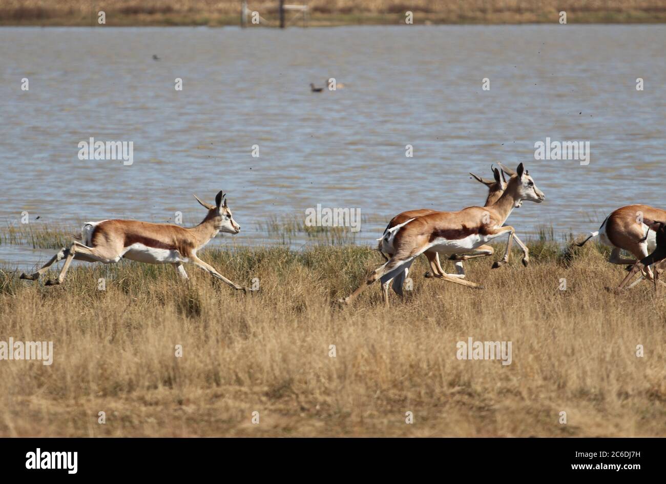 Running springboks (Antidorcas marsupialis Stock Photo - Alamy