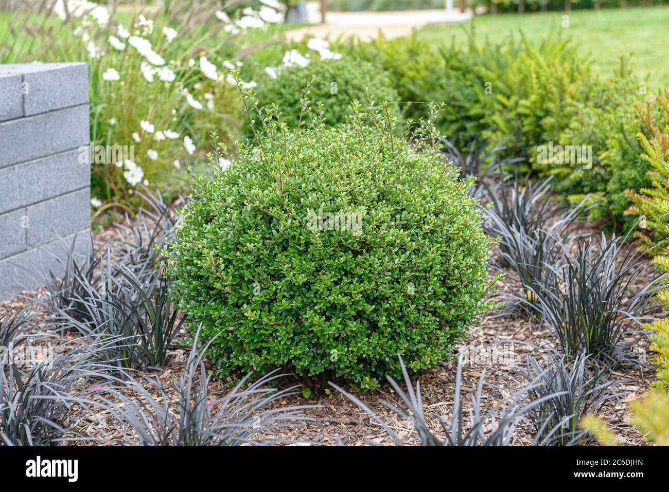 Ilex Crenata Glory Gem