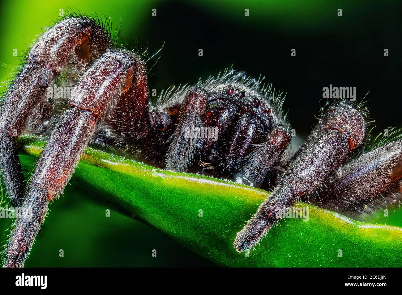 Portrait of spider hi-res stock photography and images - Alamy