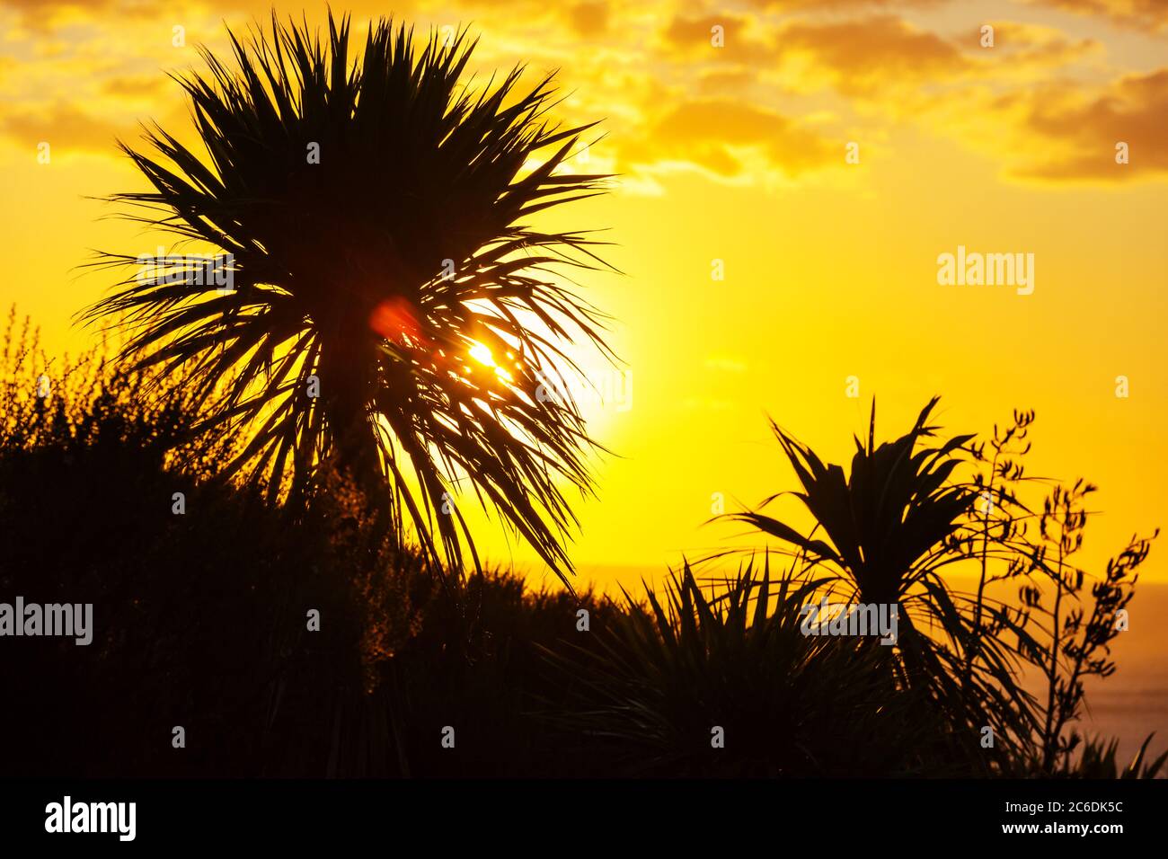 Unusual native Cabbage trees at the misty morning Stock Photo - Alamy