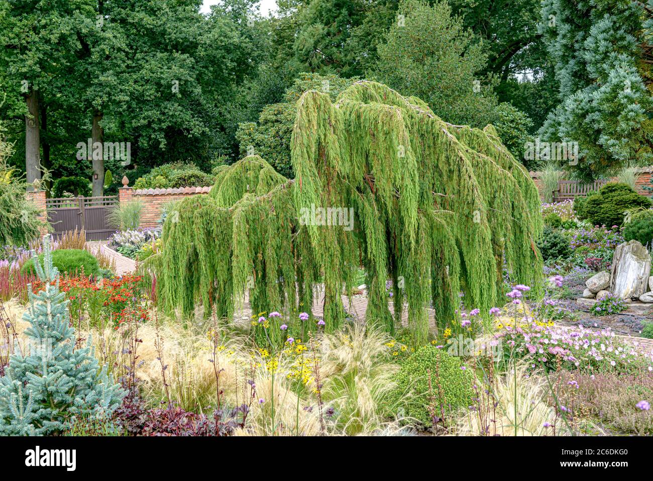 Kaskaden-Wacholder, Juniperus rigida Pendula, Cascade juniper ...
