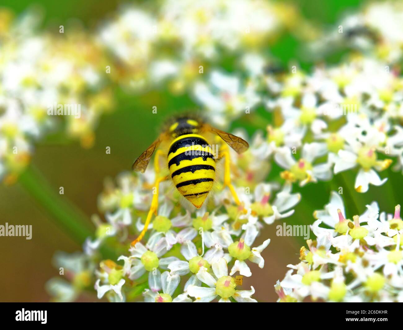 Hairy bodied tree wasp pollinating pale yellow flowers against muted ...