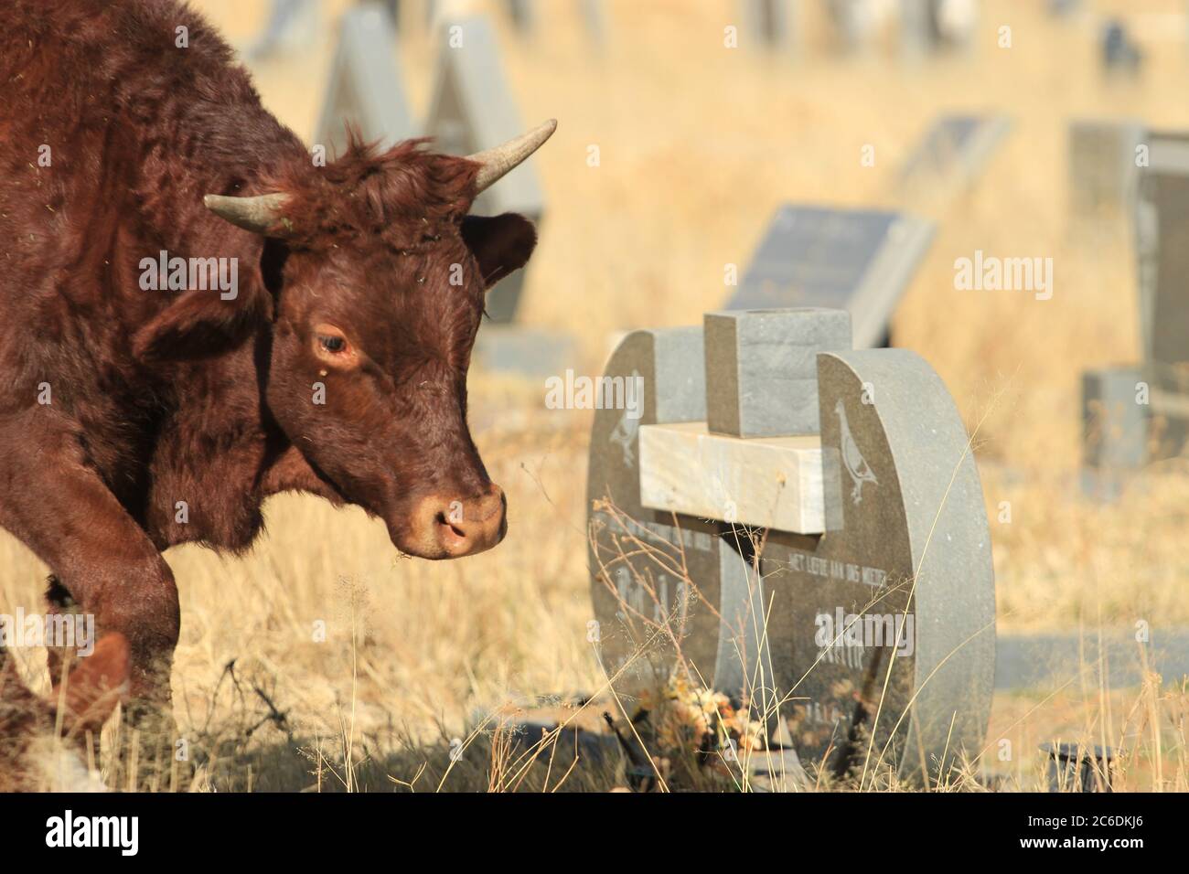 Cows grazing at neglected cemetery in Bloemfontein Stock Photo - Alamy