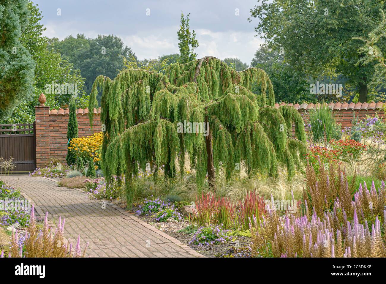 Kaskaden-Wacholder, Juniperus rigida Pendula, Cascade juniper ...