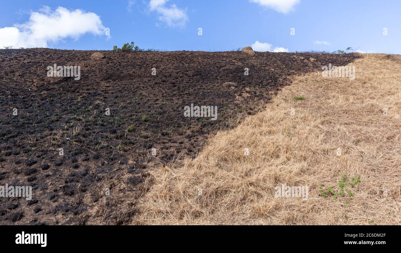 Fire burned grass embankment hill with half burnt and half dry grass ...