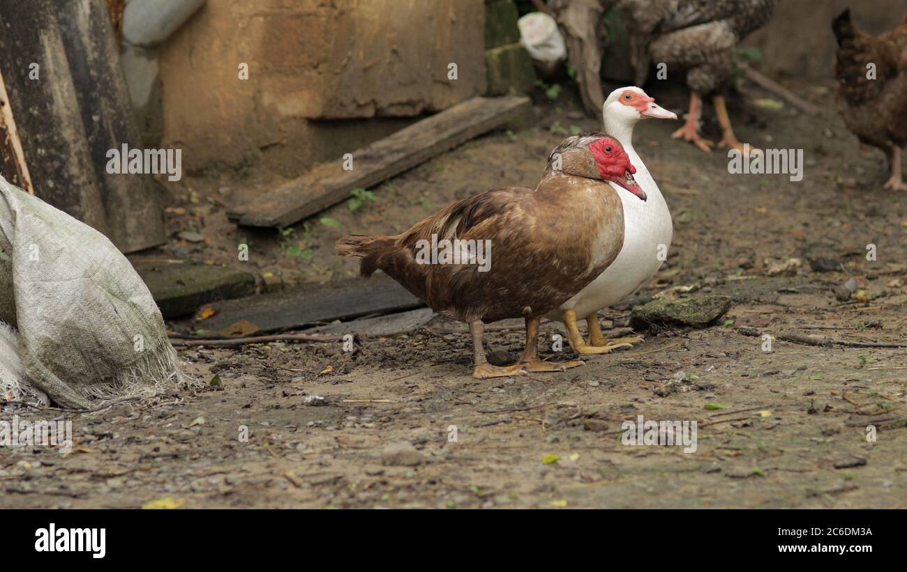Domestic white and brown ducks, rooster, chickens walk on the ground ...