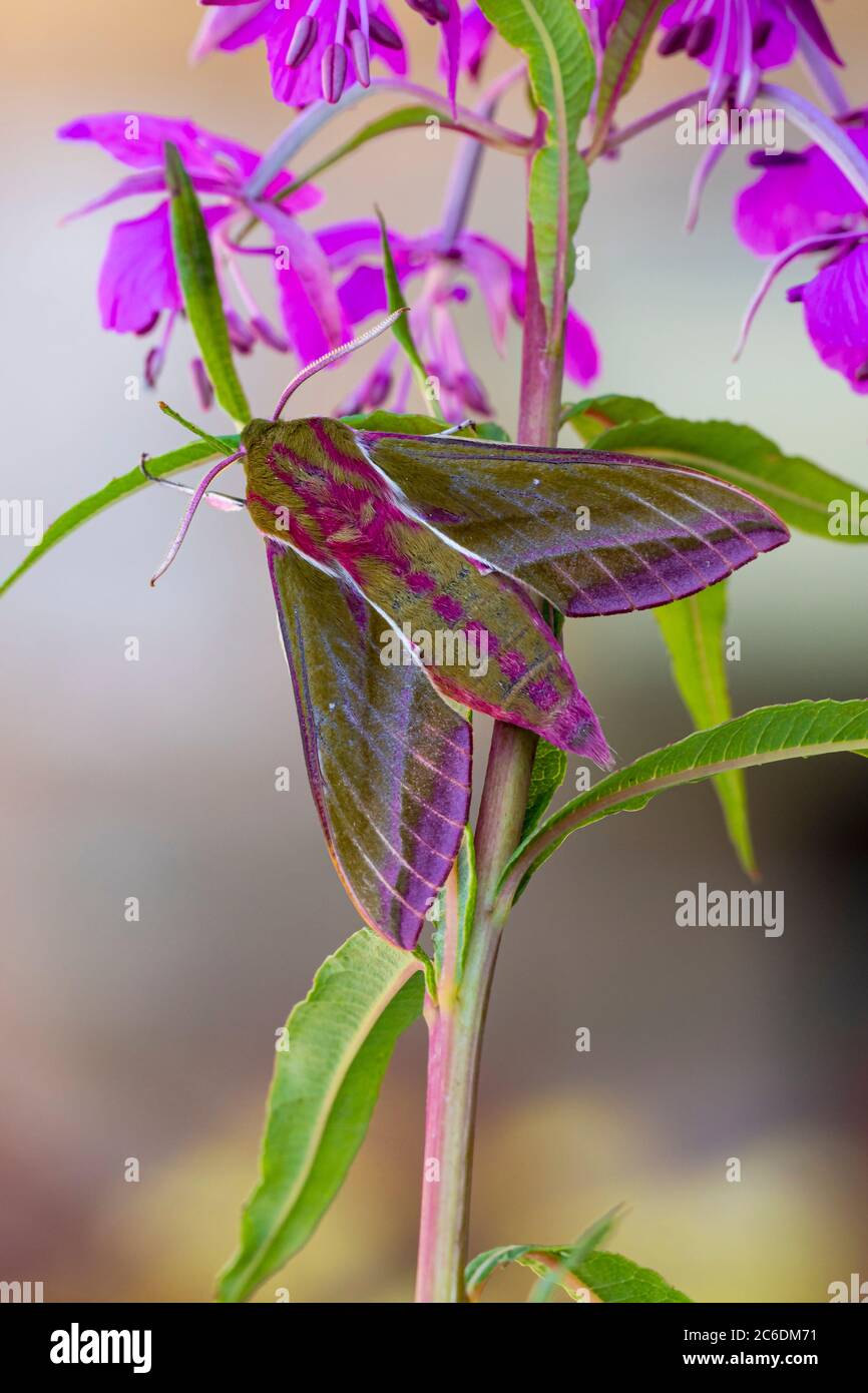 Moth adult elephant hawk moth hi-res stock photography and images - Alamy
