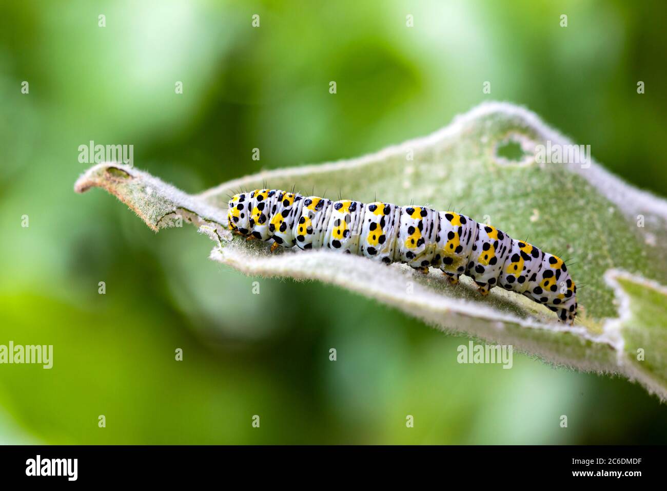 Mullein Moth Cucullia verbasci Stock Photo - Alamy