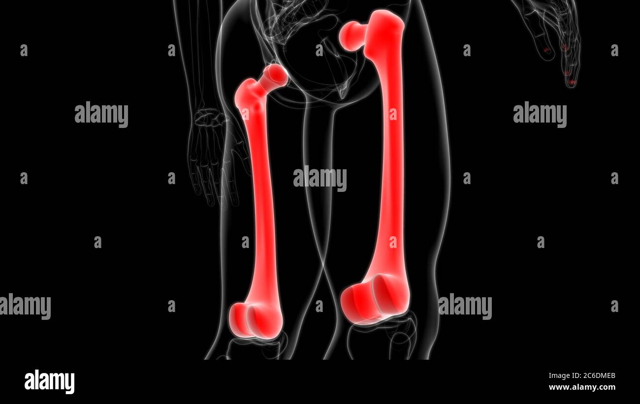 Human skeleton anatomy Femur Bone 3D Rendering For Medical Concept ...