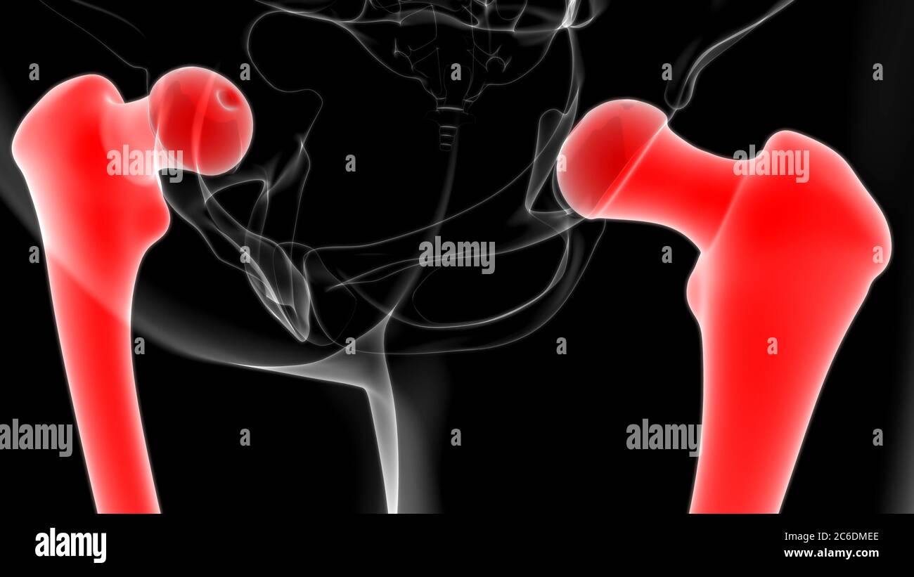 Human skeleton anatomy Femur Bone 3D Rendering For Medical Concept ...