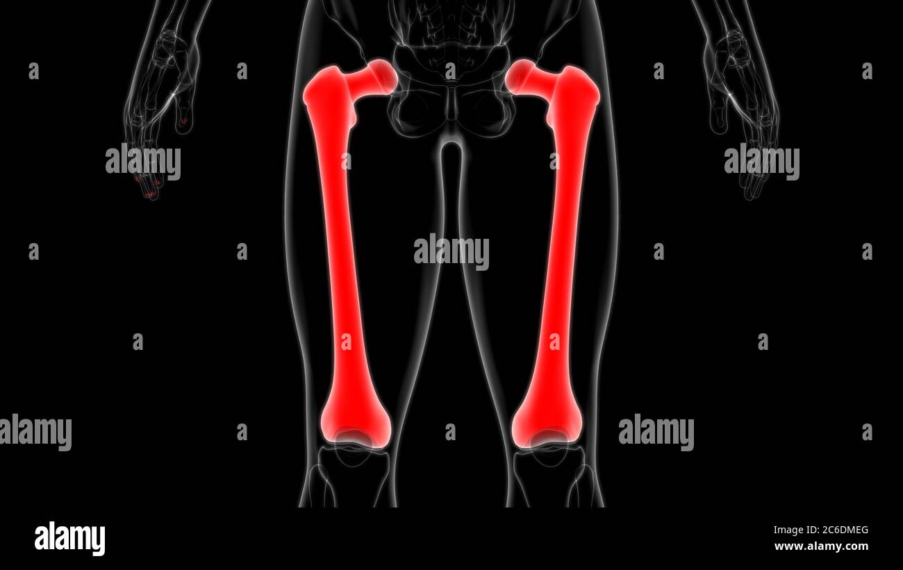 Human skeleton anatomy Femur Bone 3D Rendering For Medical Concept ...