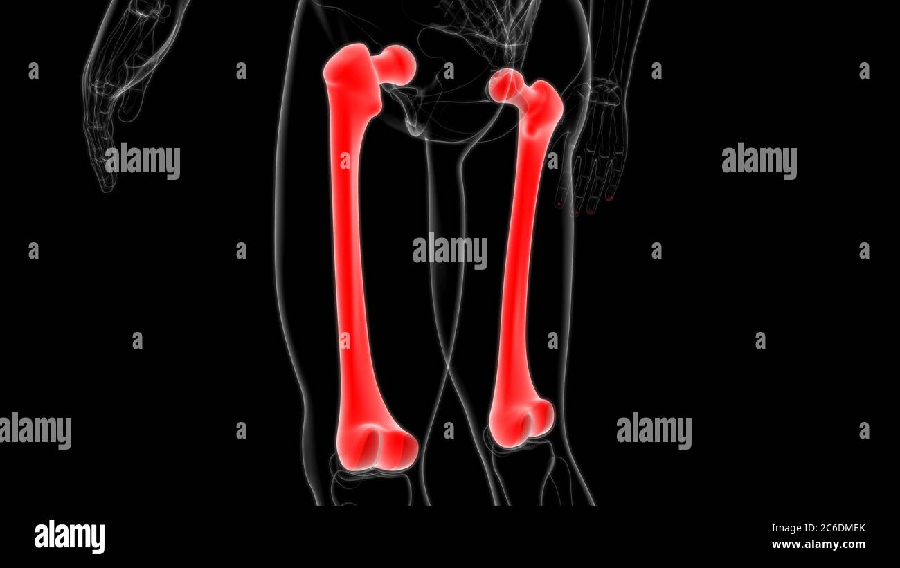 Human skeleton anatomy Femur Bone 3D Rendering For Medical Concept ...