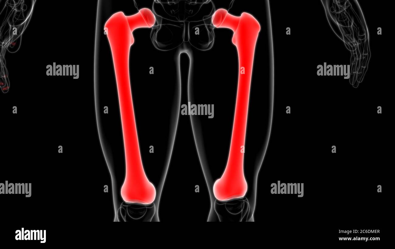 Human skeleton anatomy Femur Bone 3D Rendering For Medical Concept ...