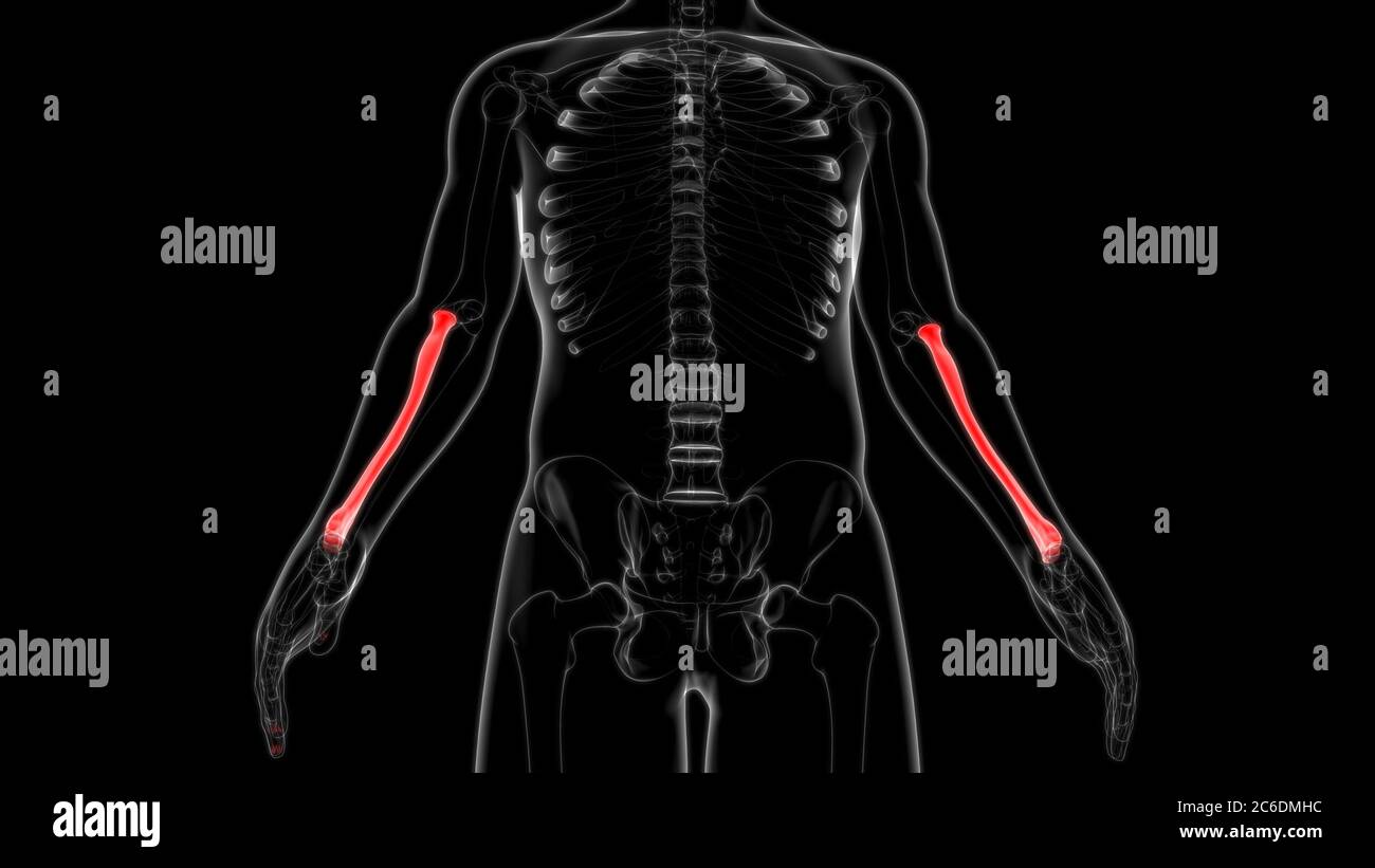 Human skeleton anatomy Radius Bone 3D Rendering For Medical Concept ...