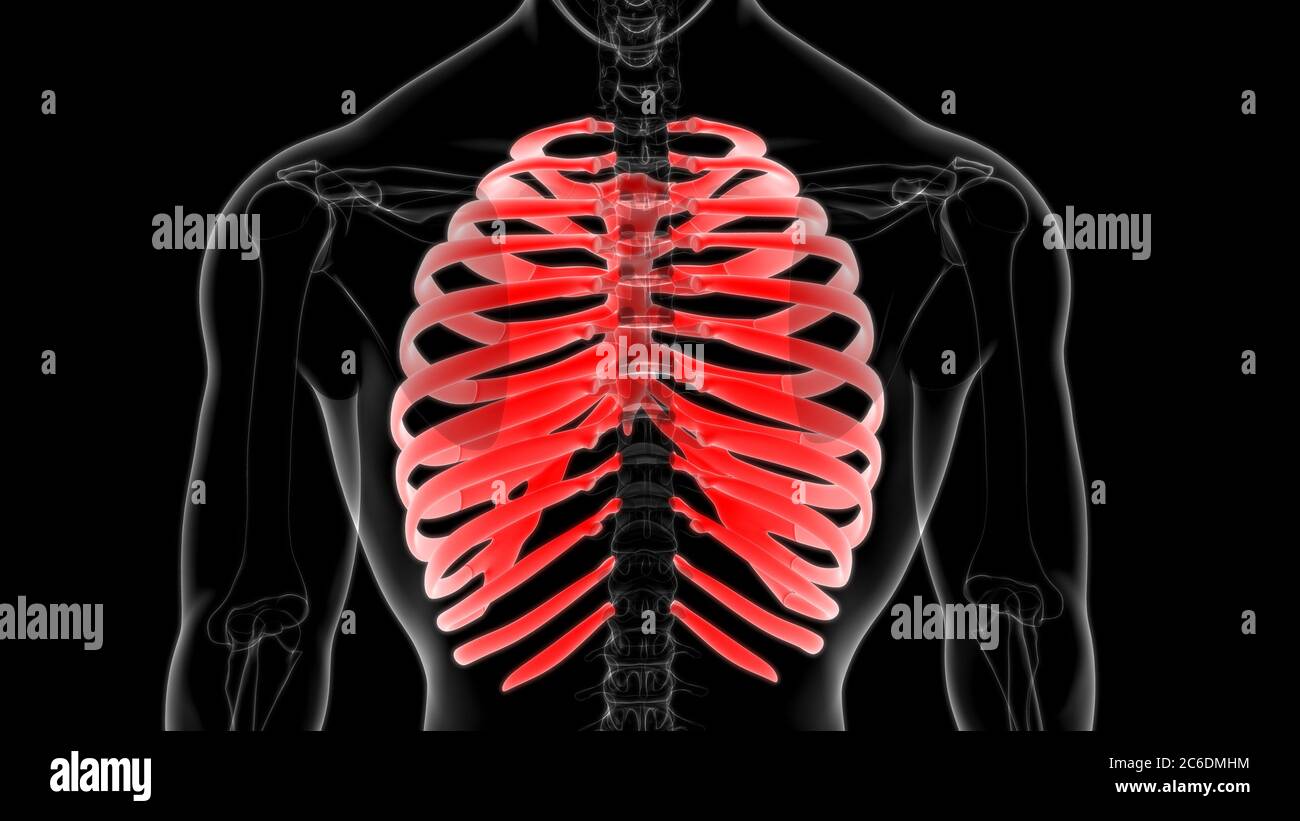 Human skeleton anatomy Rib Cage 3D Rendering For Medical Concept Stock ...