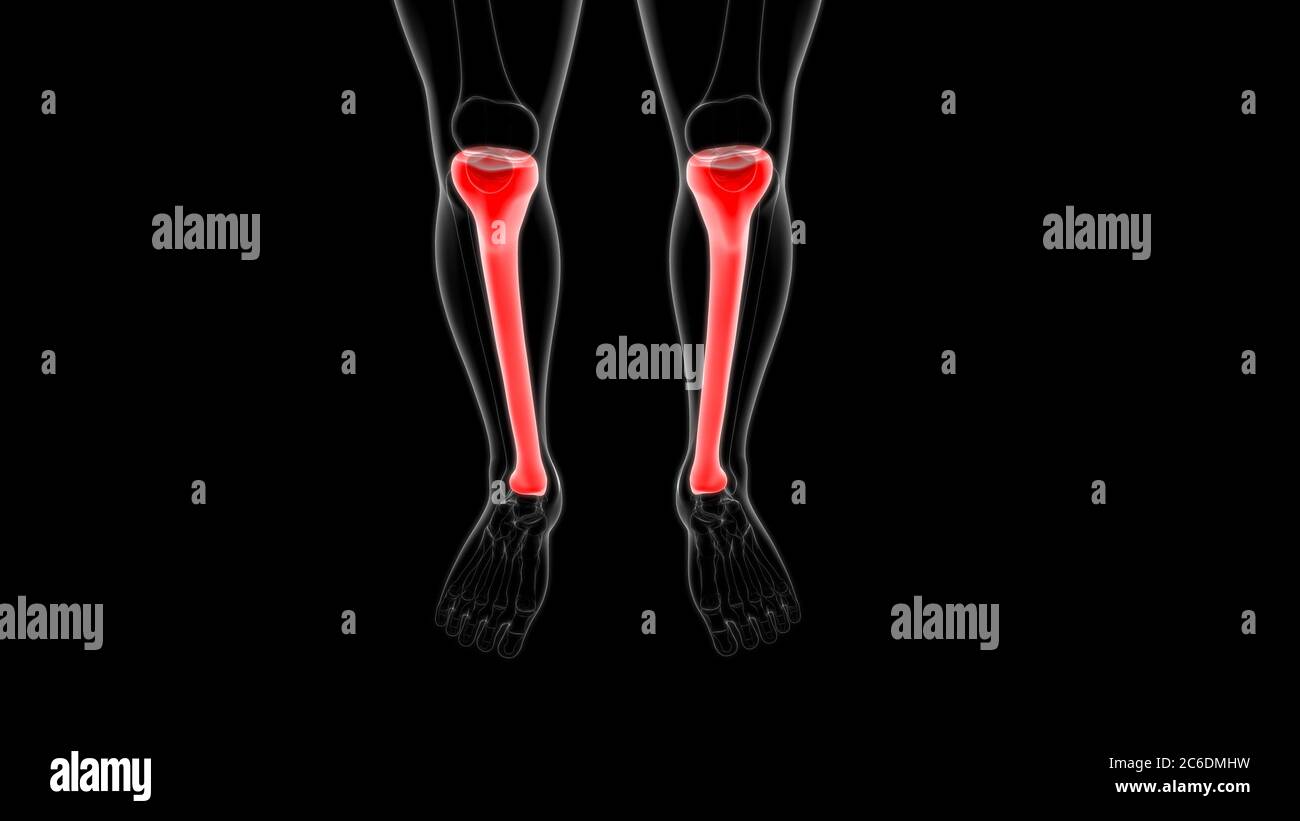 Human skeleton anatomy Tibia Bone 3D Rendering For Medical Concept ...