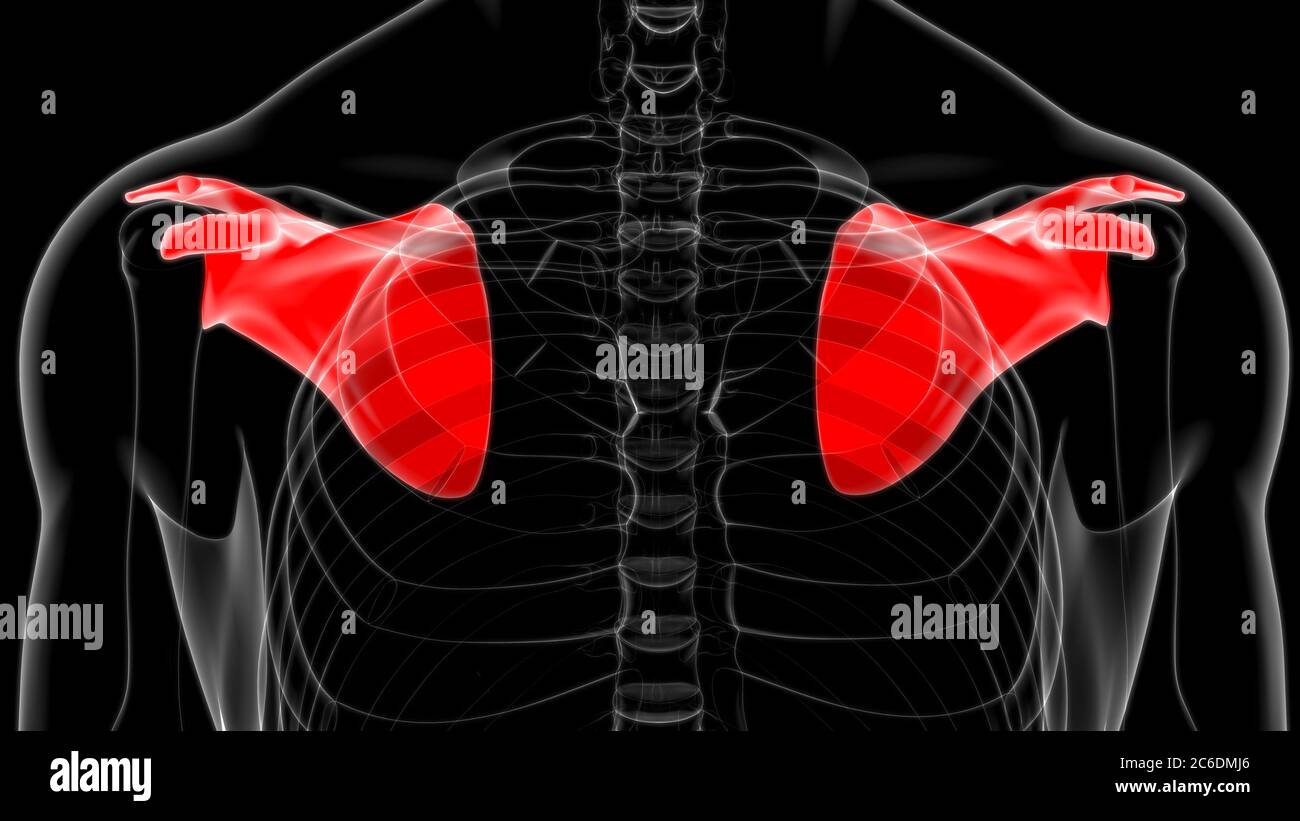 Human skeleton anatomy Scapula Bone 3D Rendering For Medical Concept ...