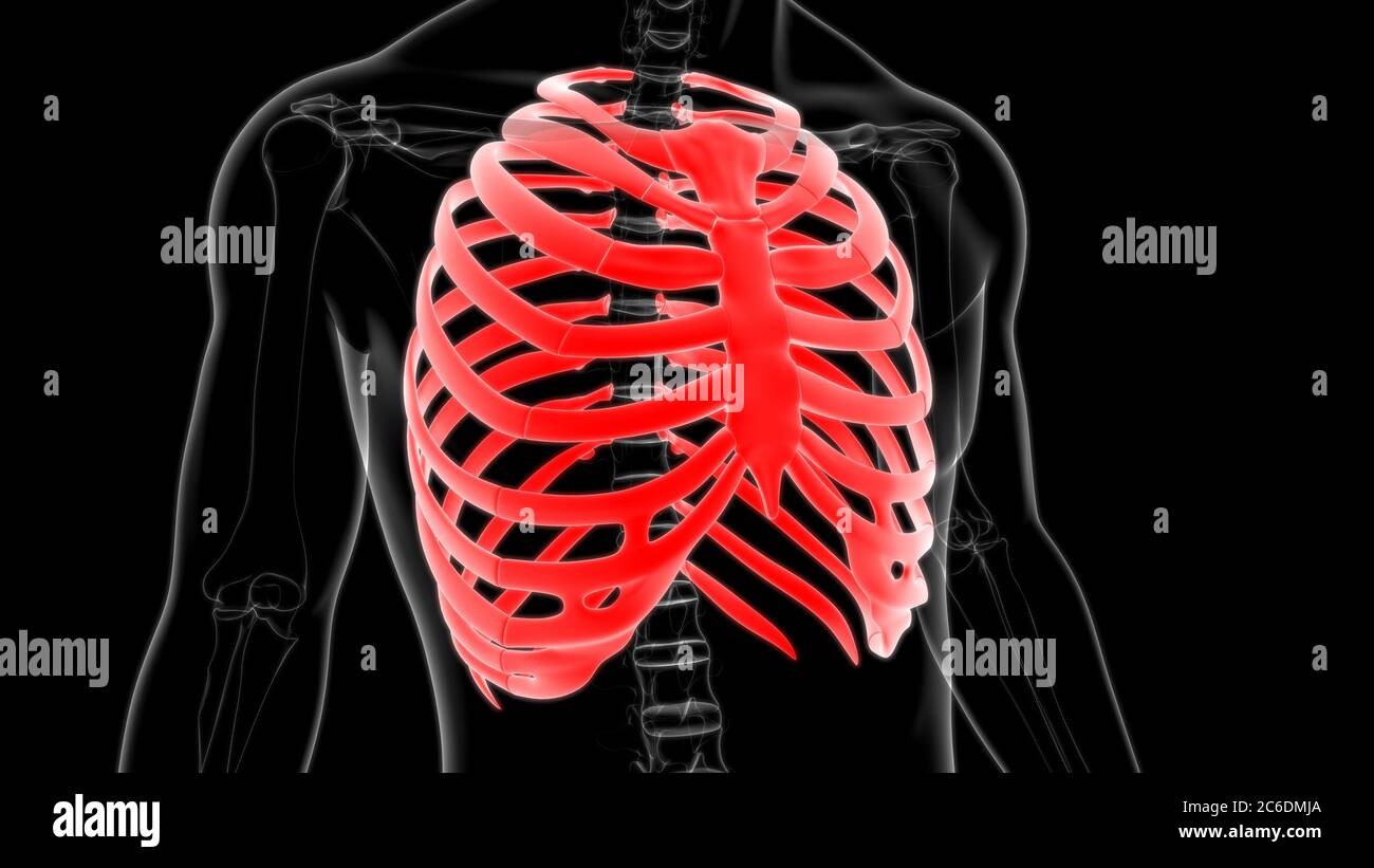 Human skeleton anatomy Rib Cage 3D Rendering For Medical Concept Stock ...