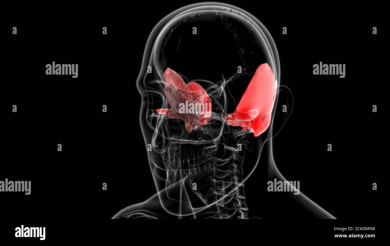 Human Skeleton Skull Temporal Bone Anatomy For Medical Concept 3D ...