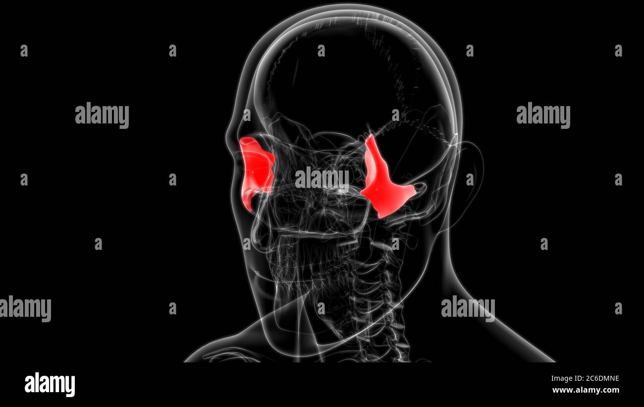 Zygomatic Bone Labeled