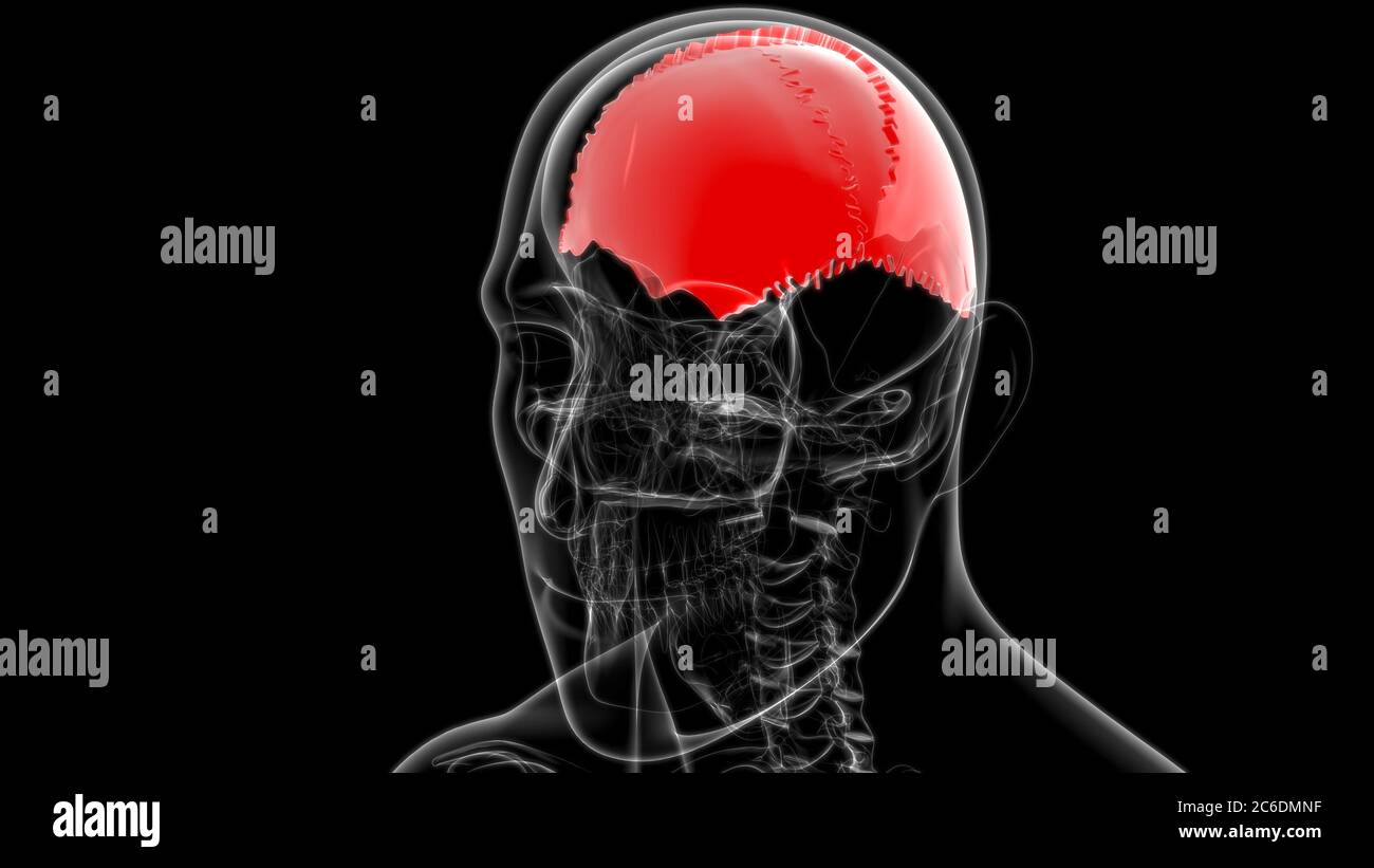 Human Skeleton Skull Parietal Bone Anatomy For Medical Concept 3D ...