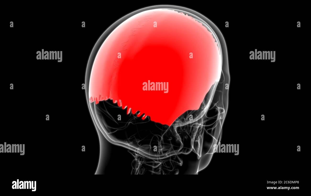 Human Skeleton Skull Parietal Bone Anatomy For Medical Concept 3D ...