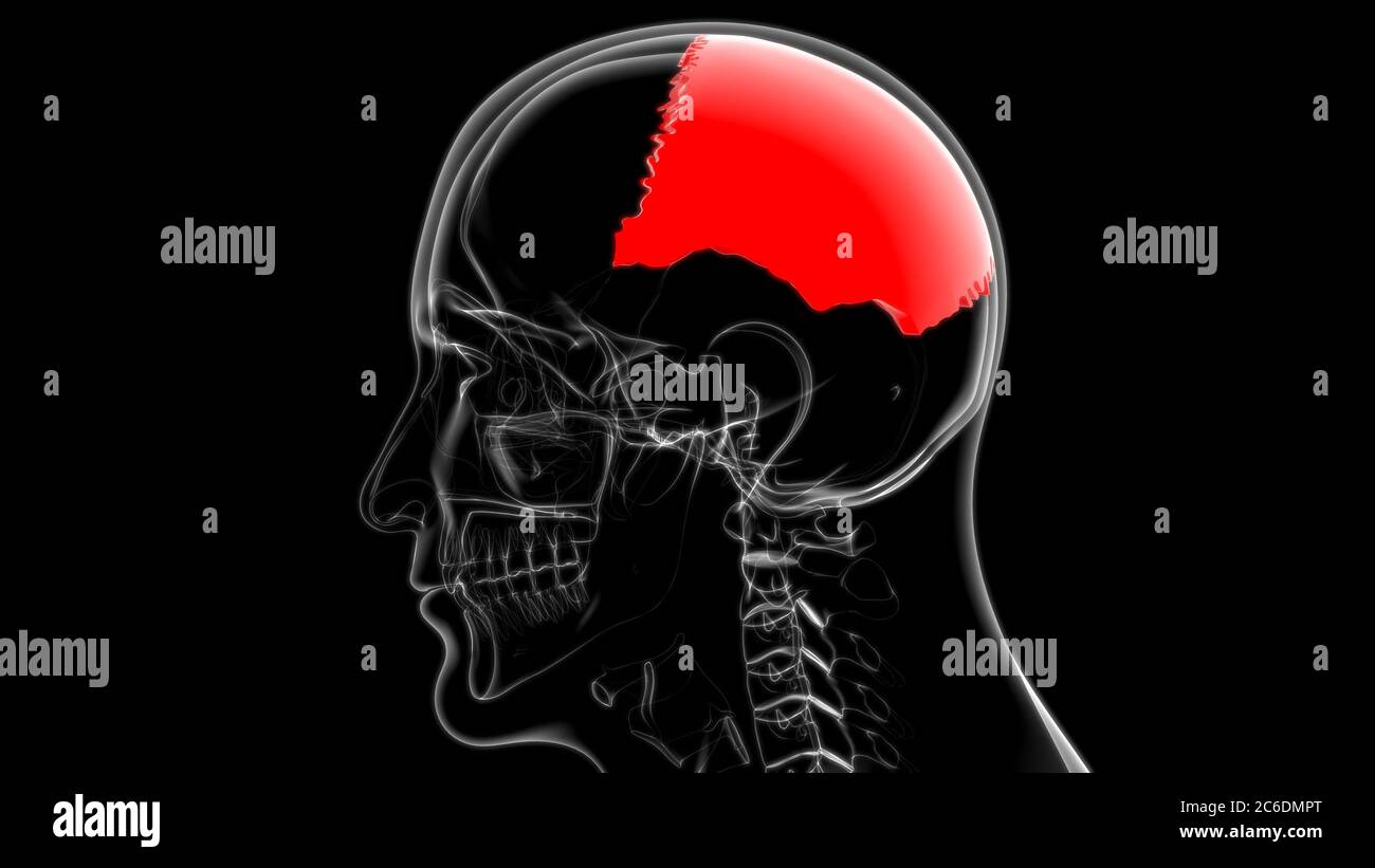 Human Skeleton Skull Parietal Bone Anatomy For Medical Concept 3D ...