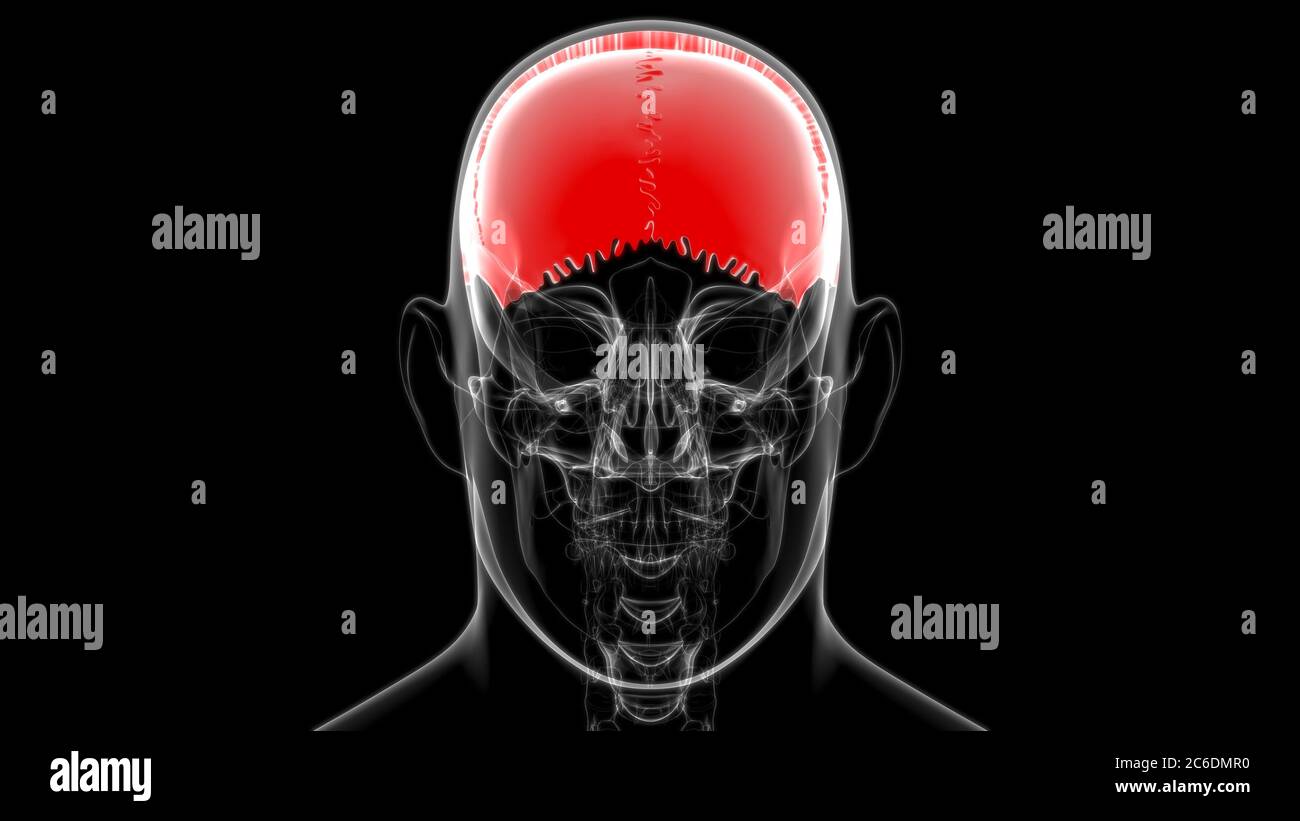 Human Skeleton Skull Parietal Bone Anatomy For Medical Concept 3D ...