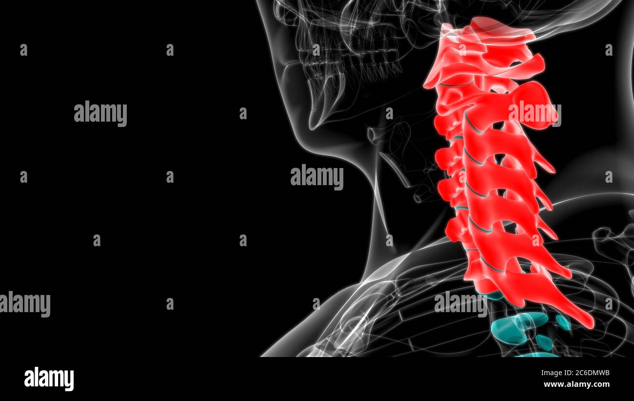 Human Skeleton Vertebral Column Cervical Vertebrae Anatomy 3D ...