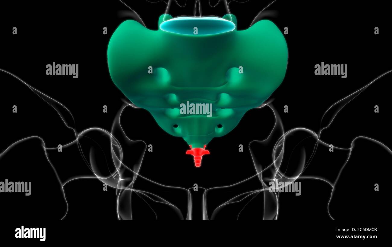 Coccyx Tail High Resolution Stock Photography and Images - Alamy