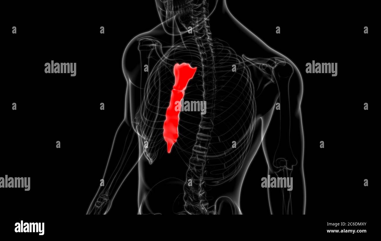 Human Skeleton Sternum Bone Anatomy For Medical Concept 3D Illustration ...