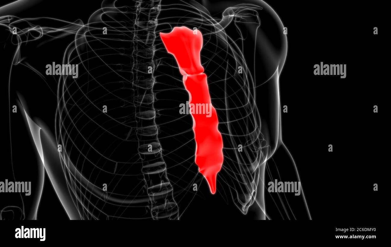 Human Skeleton Sternum Bone Anatomy For Medical Concept 3D Illustration ...