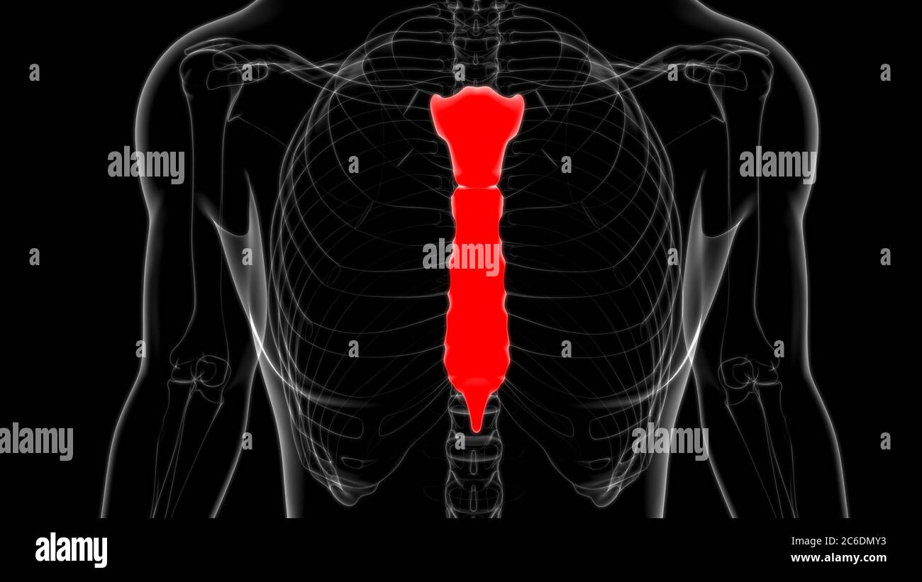 Human Skeleton Sternum Bone Anatomy For Medical Concept 3D Illustration ...