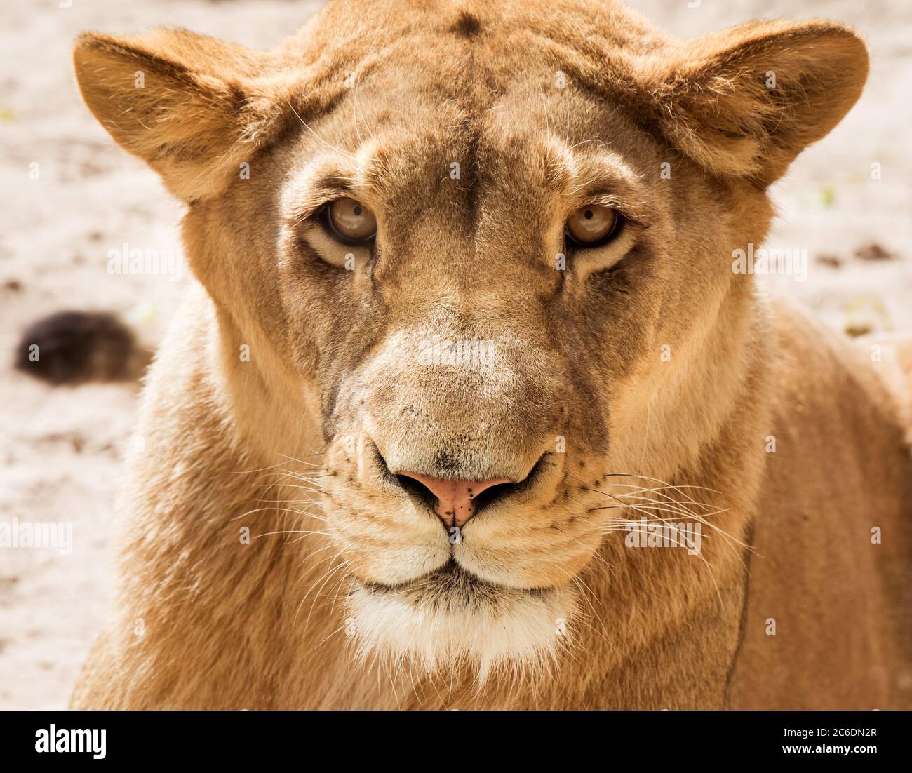 Lioness Face