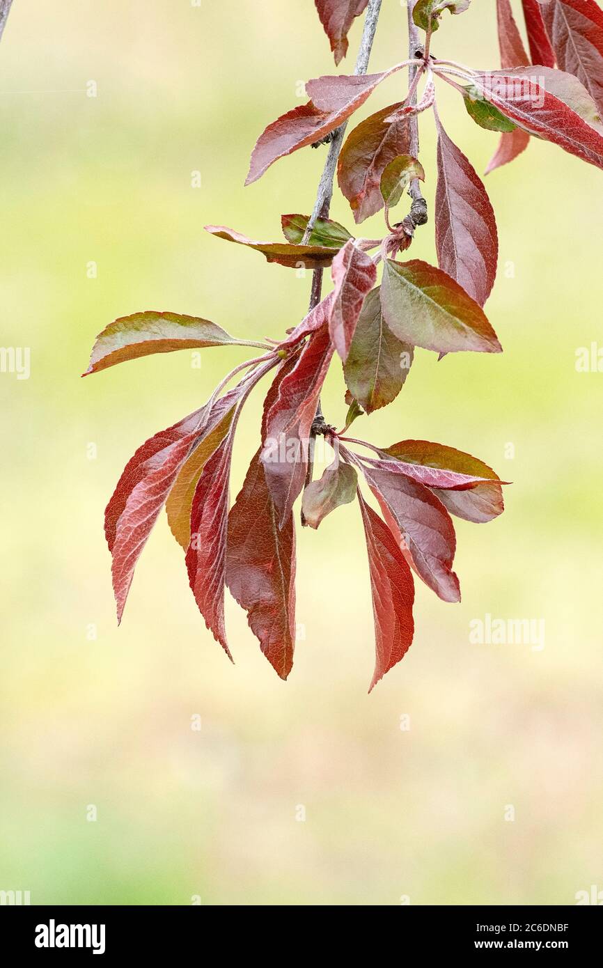 Zier-Apfel, Malus Purple Dwarf, Ornamental apple, Malus Purple Dwarf ...