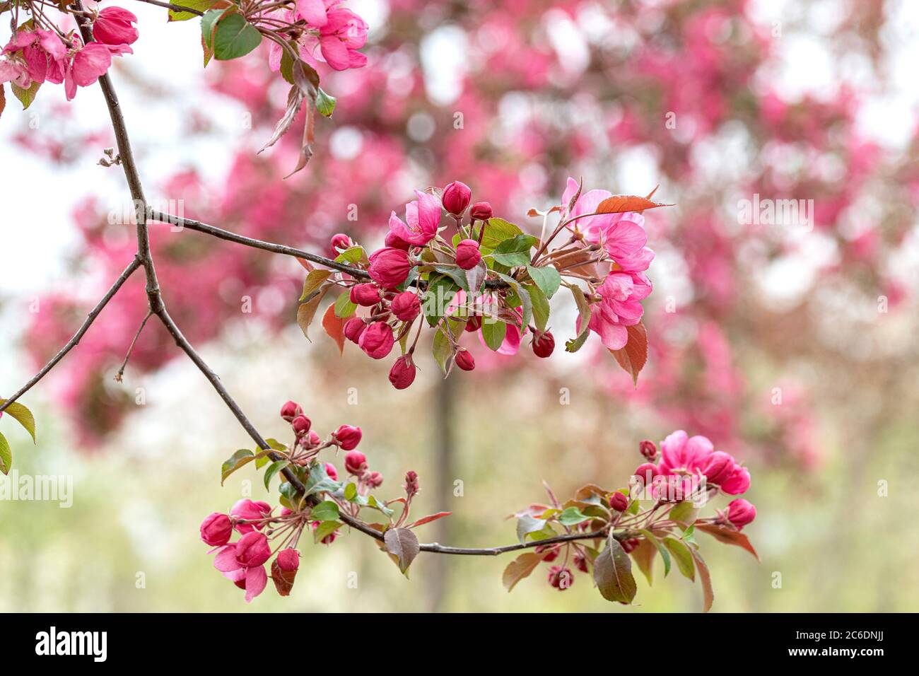 Malus rudolph hi-res stock photography and images - Alamy