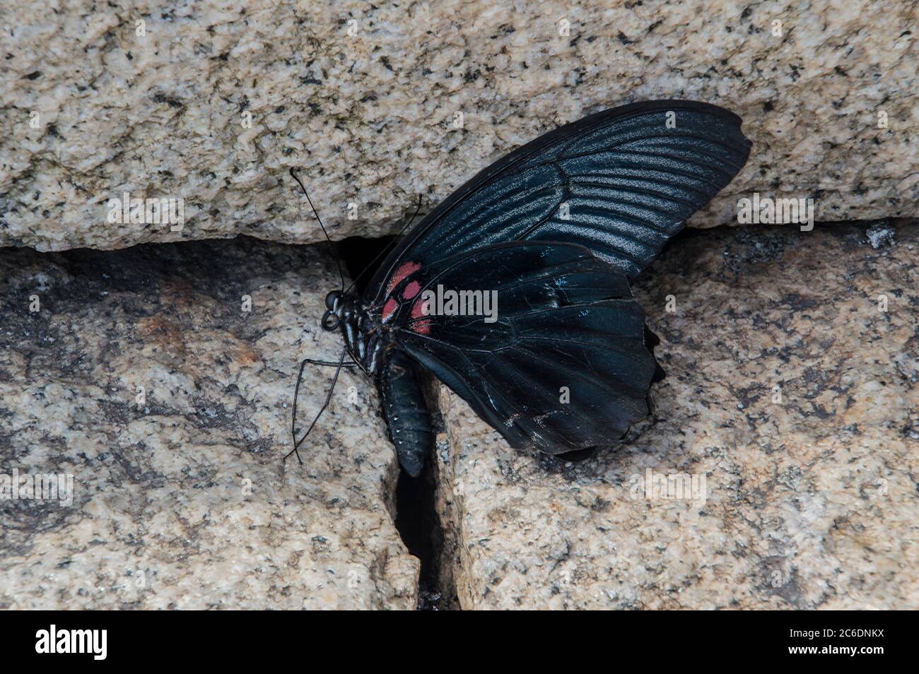 Dying Japanese Butterfly Stock Photo - Alamy