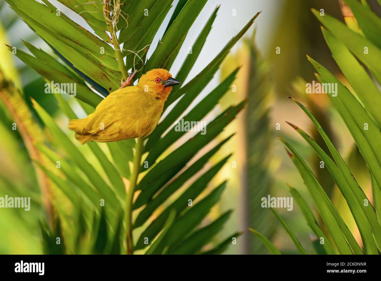 Eastern golden weaver - Ploceus subaureus, beautiful yellow weaver from ...
