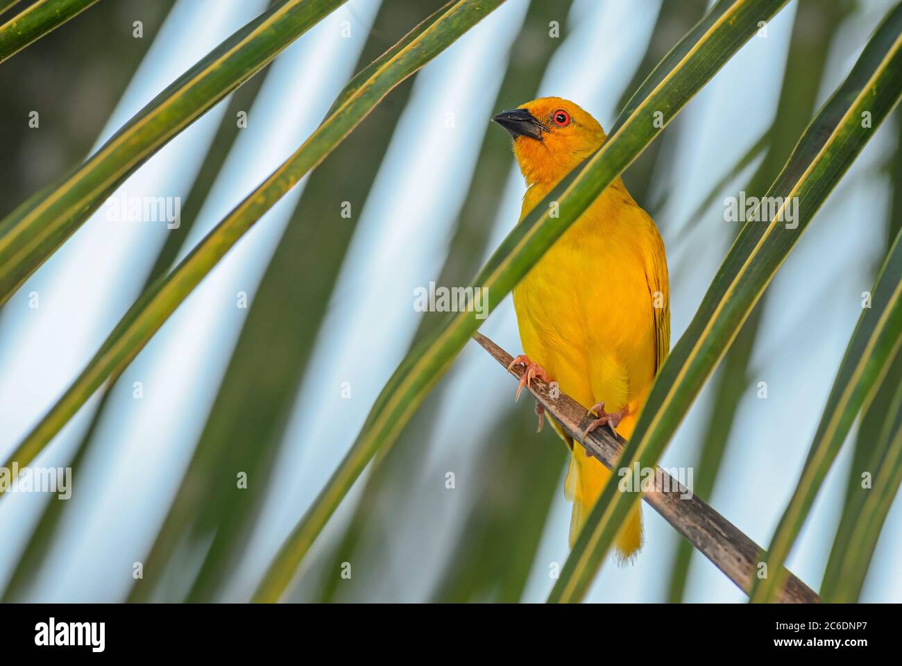 Eastern golden weaver - Ploceus subaureus, beautiful yellow weaver from ...