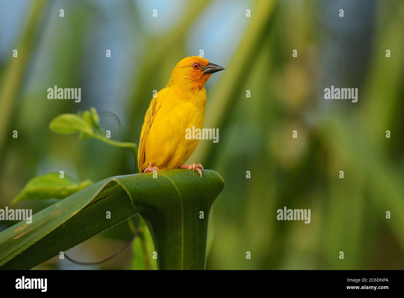 Avifauna tanzania hi-res stock photography and images - Alamy