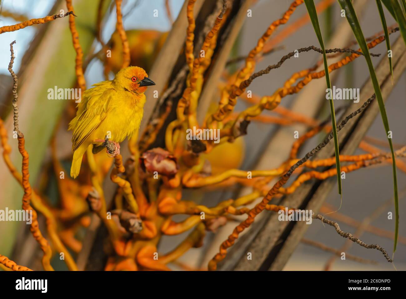 Golden weaver hi-res stock photography and images - Alamy
