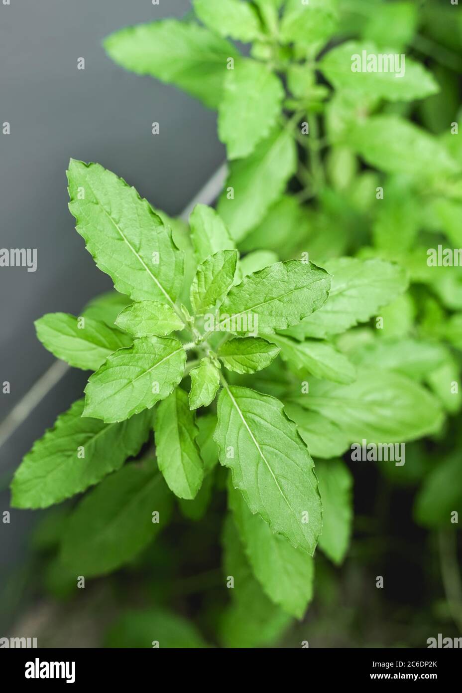 Holy nature hi-res stock photography and images - Alamy