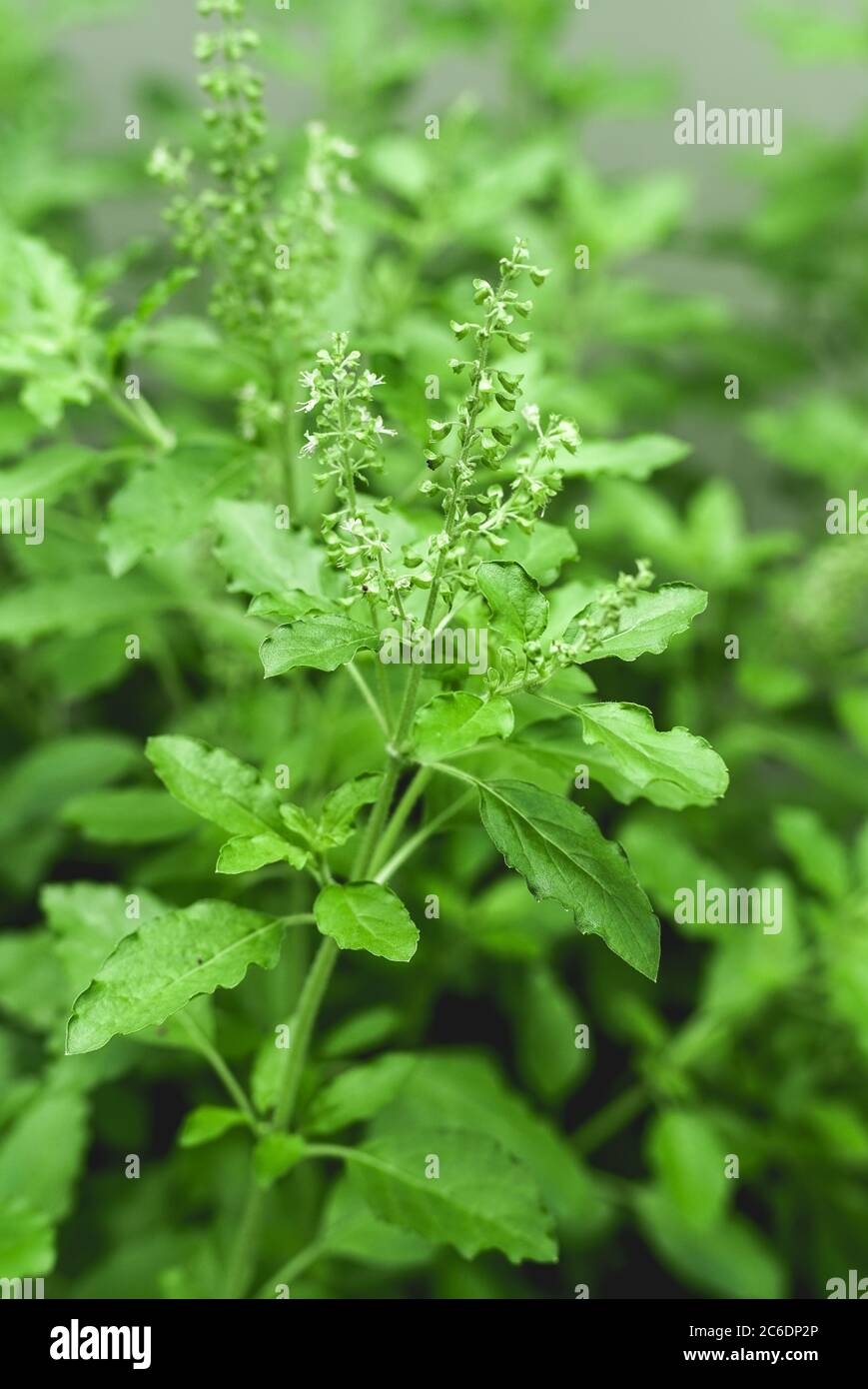 Holy nature hi-res stock photography and images - Alamy