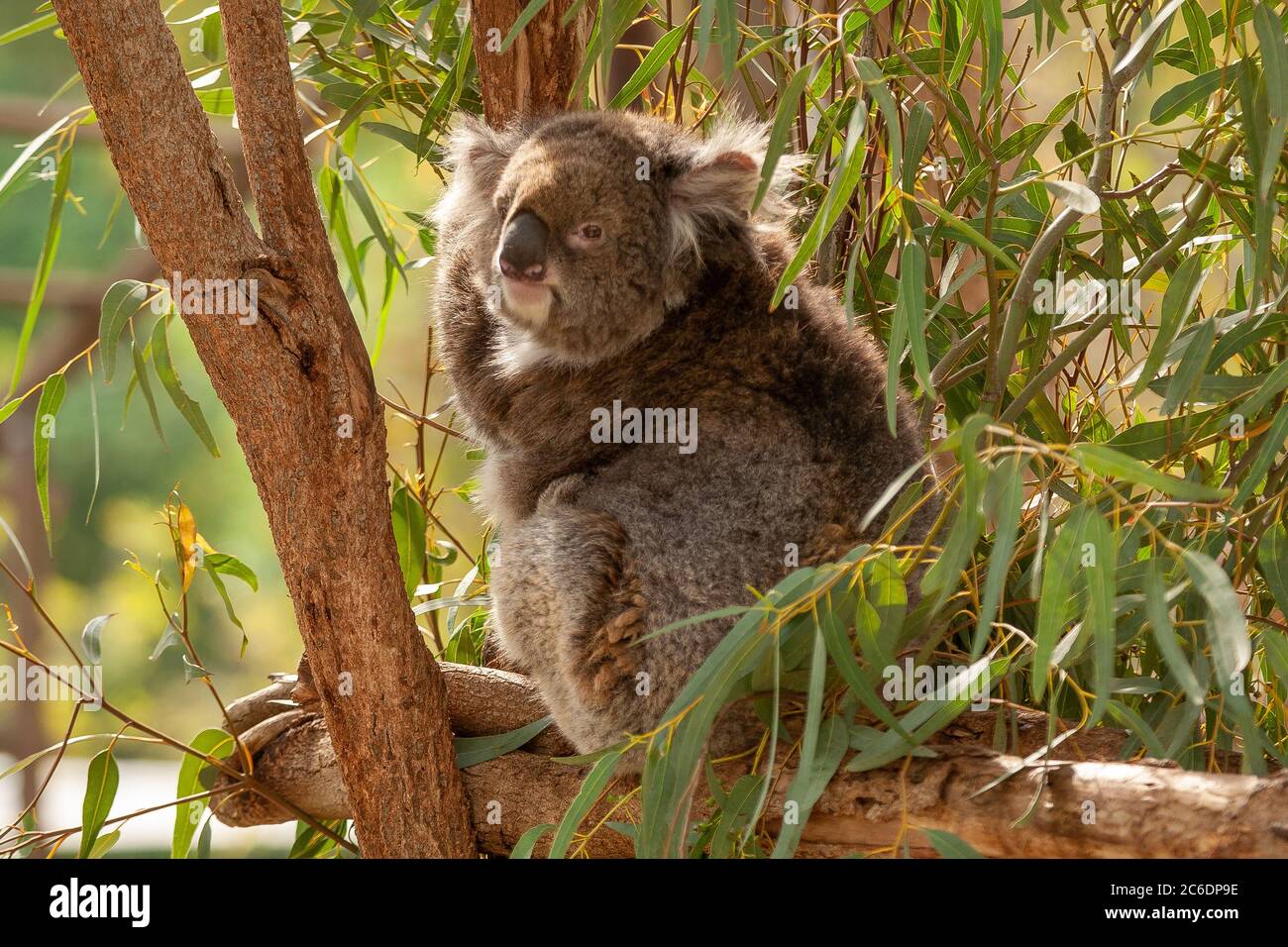 Australian koala outdoors in eucalyptus hi-res stock photography and ...