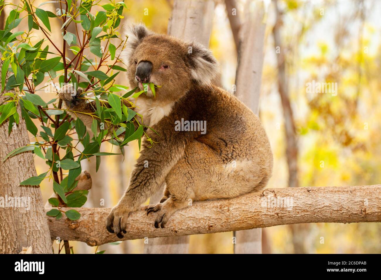 Koala eating eucalyptus leaves hi-res stock photography and images - Alamy
