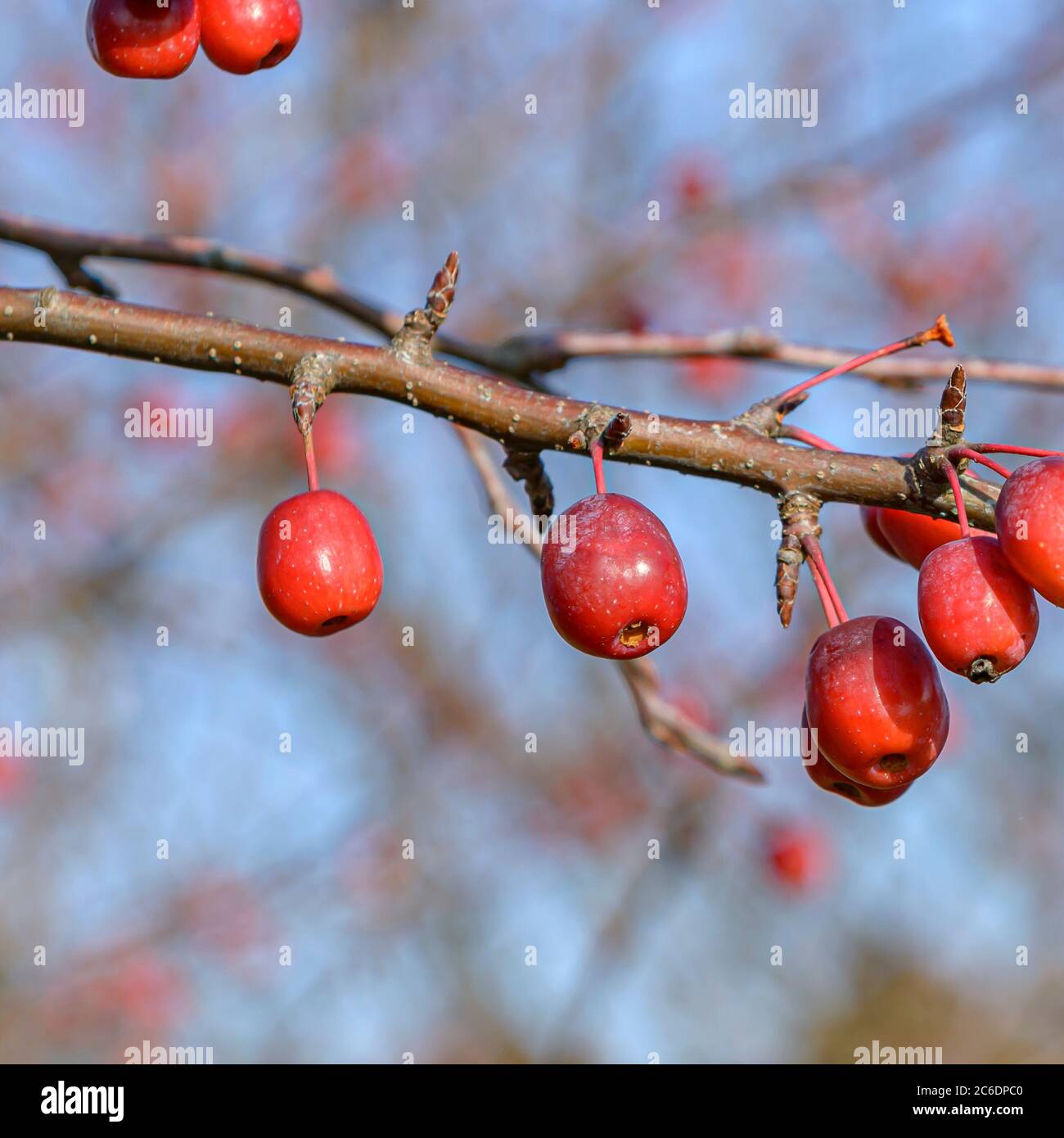 Pracht-Apfel, Malus spectabilis, Superb apple, Malus spectabilis Stock ...
